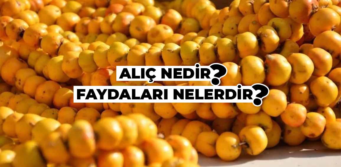 Alıç nedir ve alıç meyvesinin faydaları nelerdir? - Kütahya Ekspres