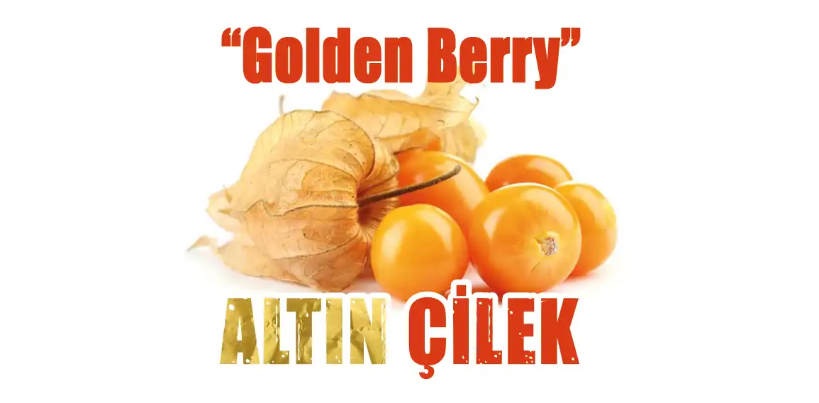 Altın Çilek nedir? Faydaları nelerdir? - Kütahya Ekspres