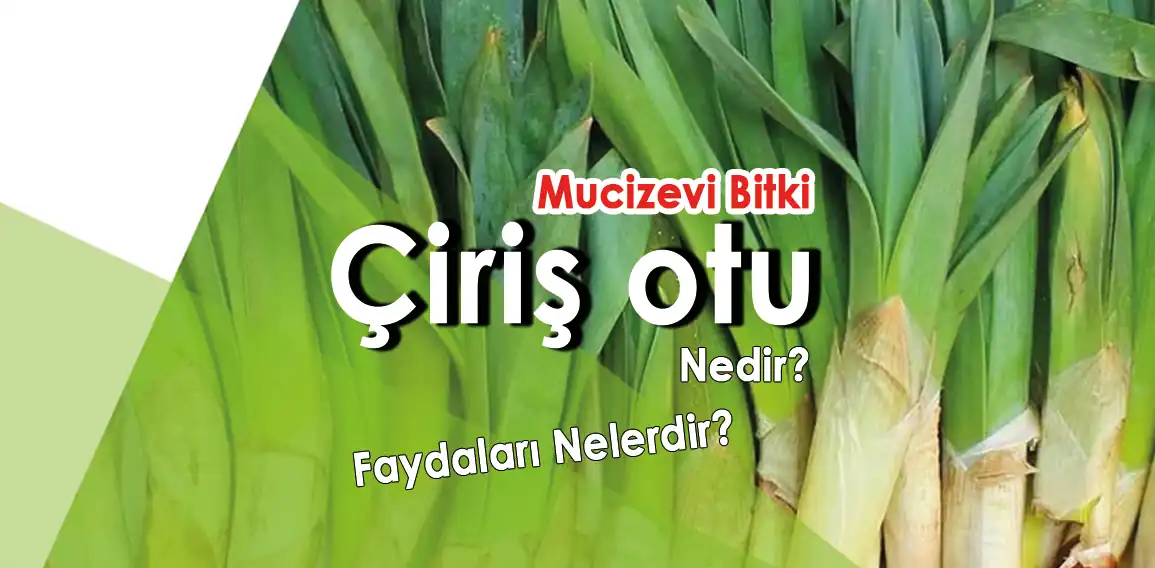 Çiriş otu nedir? Faydaları nelerdir? - Kütahya Ekspres