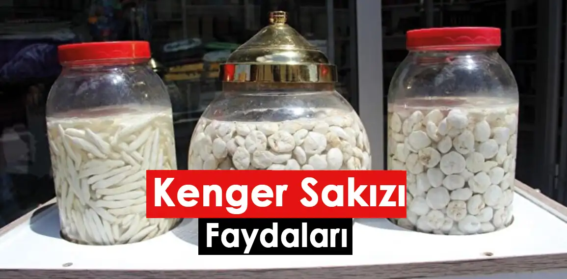 Kenger Sakızı nedir? - Kütahya Ekspres