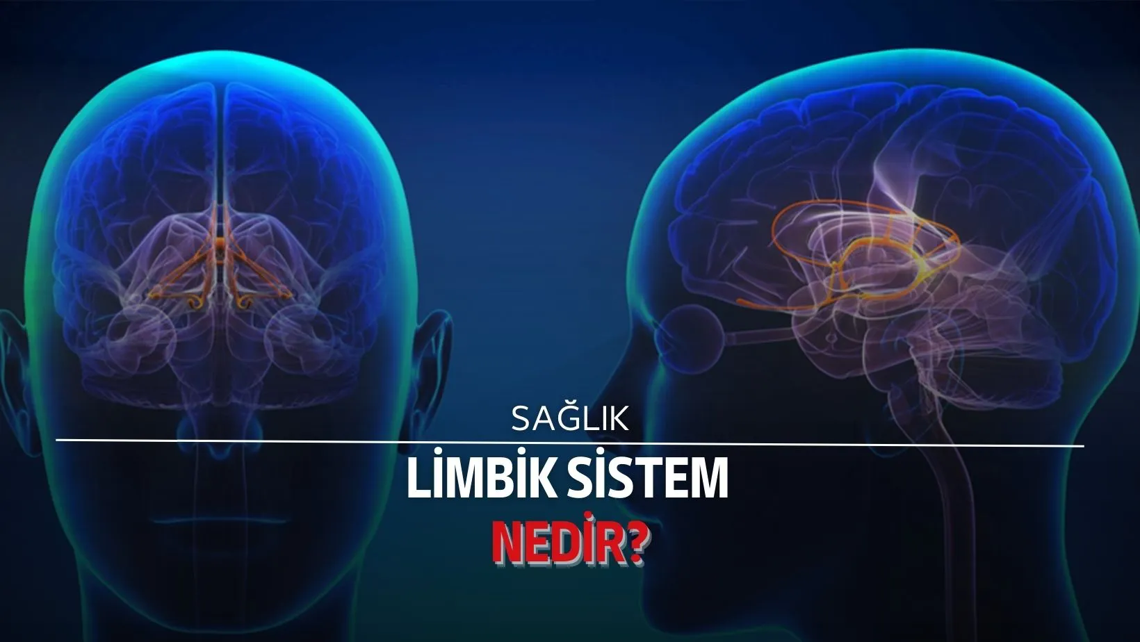Limbik sistem nedir? - Kütahya Ekspres
