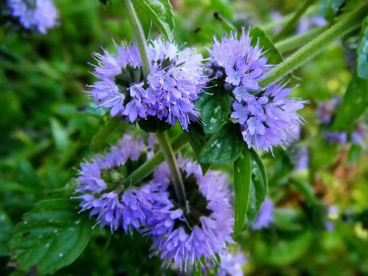 Yarpuz otu nedir, faydaları nelerdir? - Kütahya Ekspres