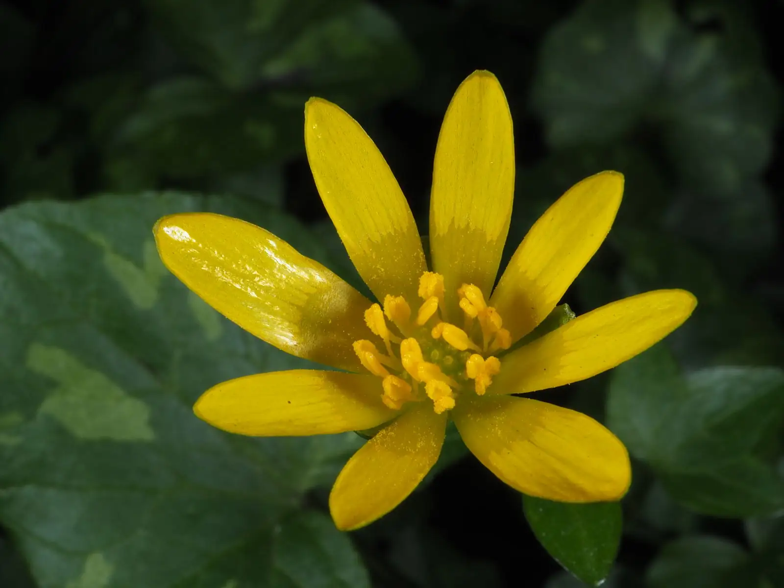 Basur Otu Nedir? Faydaları Nelerdir? - Kütahya Ekspres